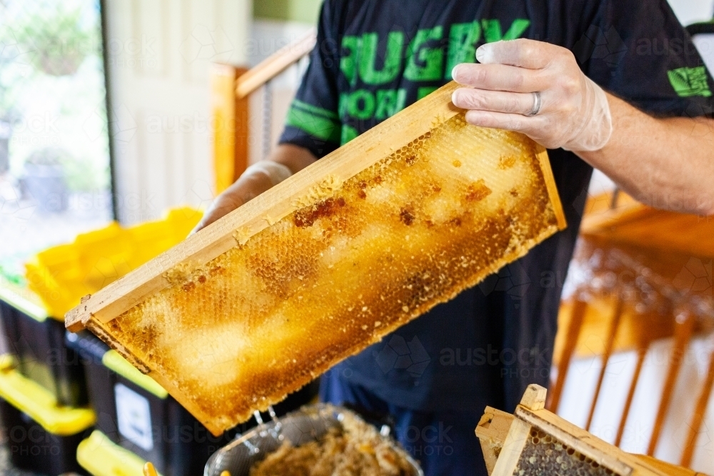 Image of Uncapped honeycomb frame during honey harvest - Austockphoto