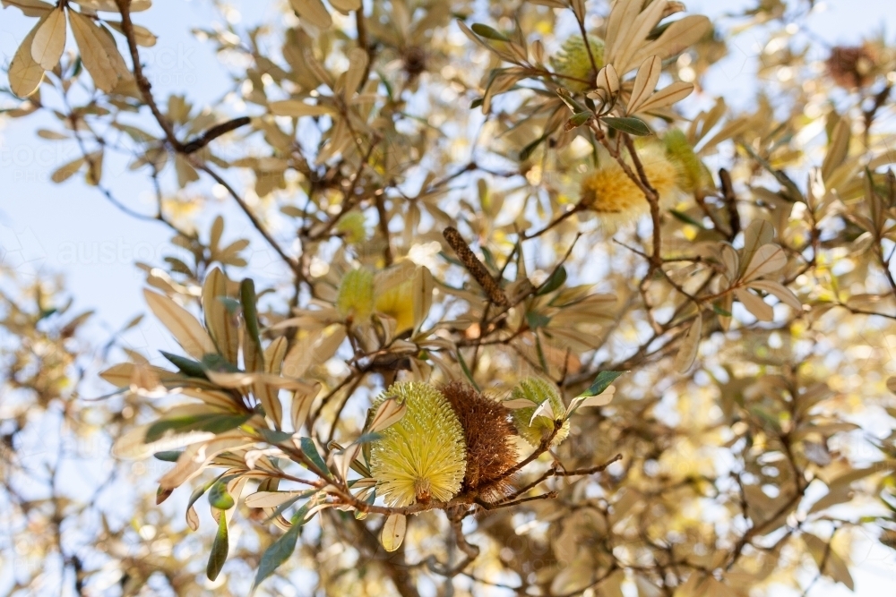 Image of underside of native banksia bush in flower - Austockphoto