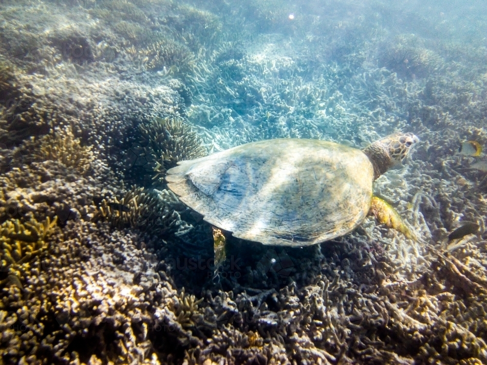Image of underwater photo of a green sea turtle on the great barrier ...