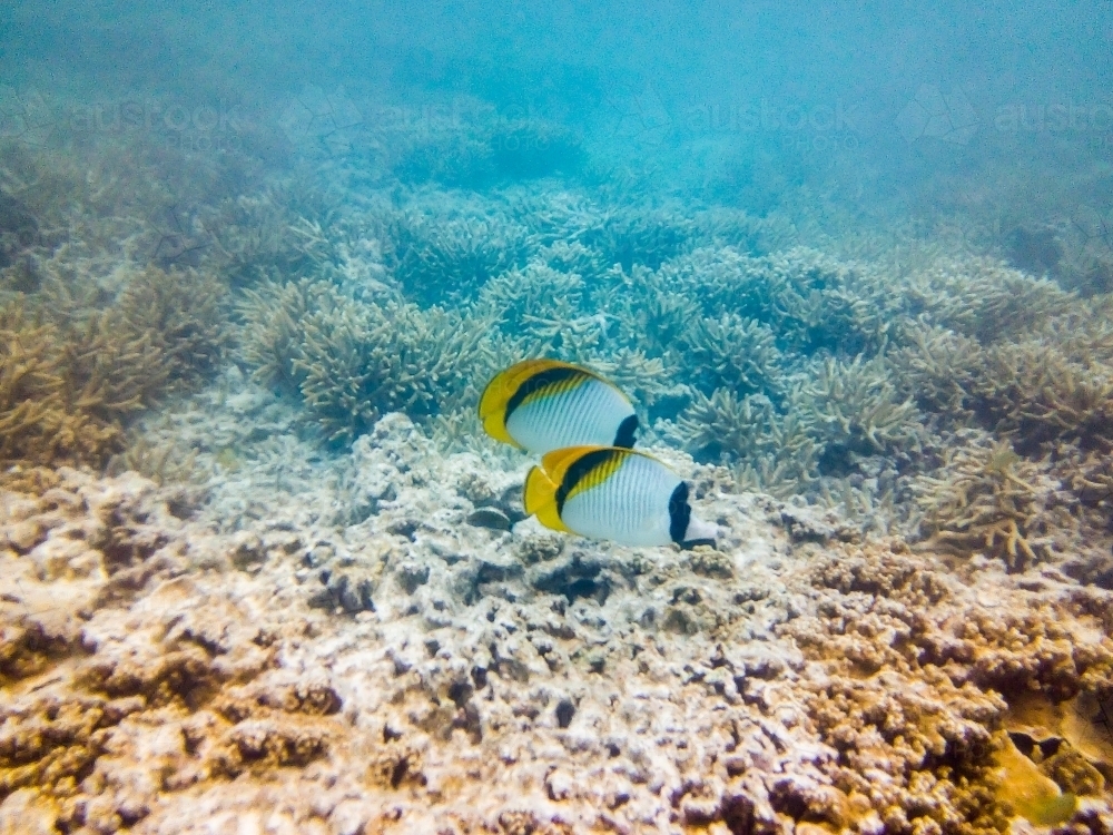 Image of underwater photo of a pair of fish on a coral reef - Austockphoto