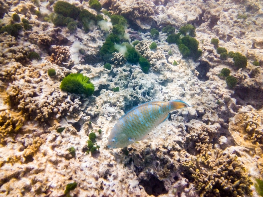 Image of underwater photo of a parrot fish on the Great Barrier Reef ...