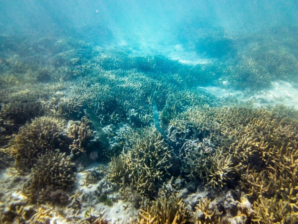 Image of underwater photo of light passing through the water over a ...