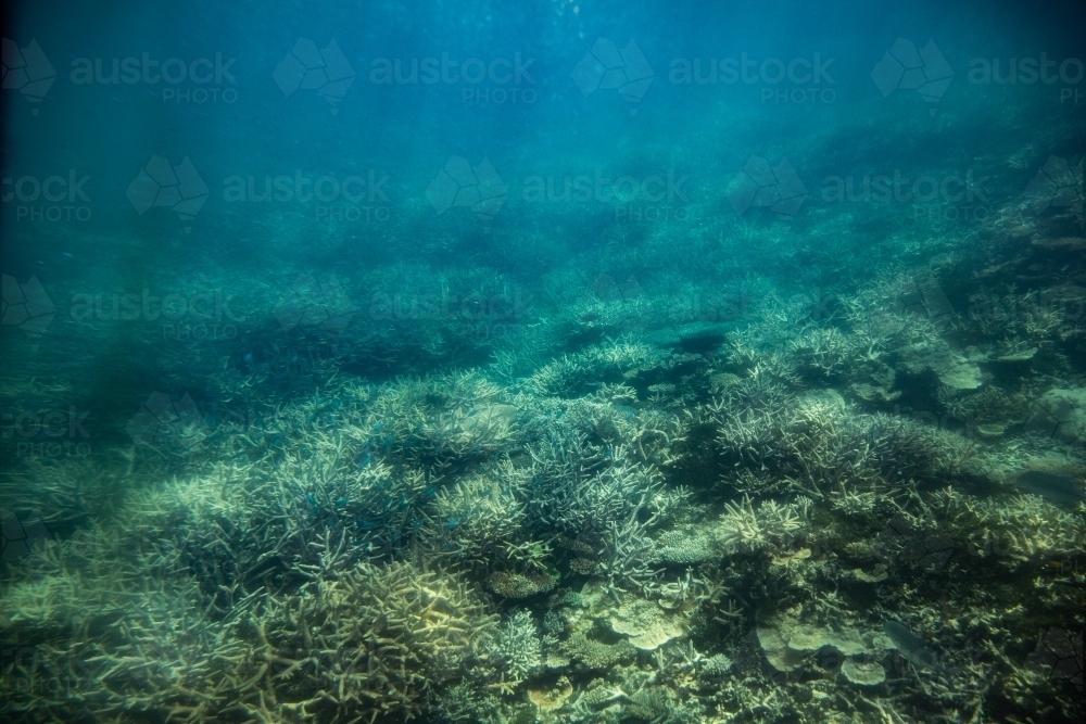 Image of underwater photo of light rays coming through the water to a ...
