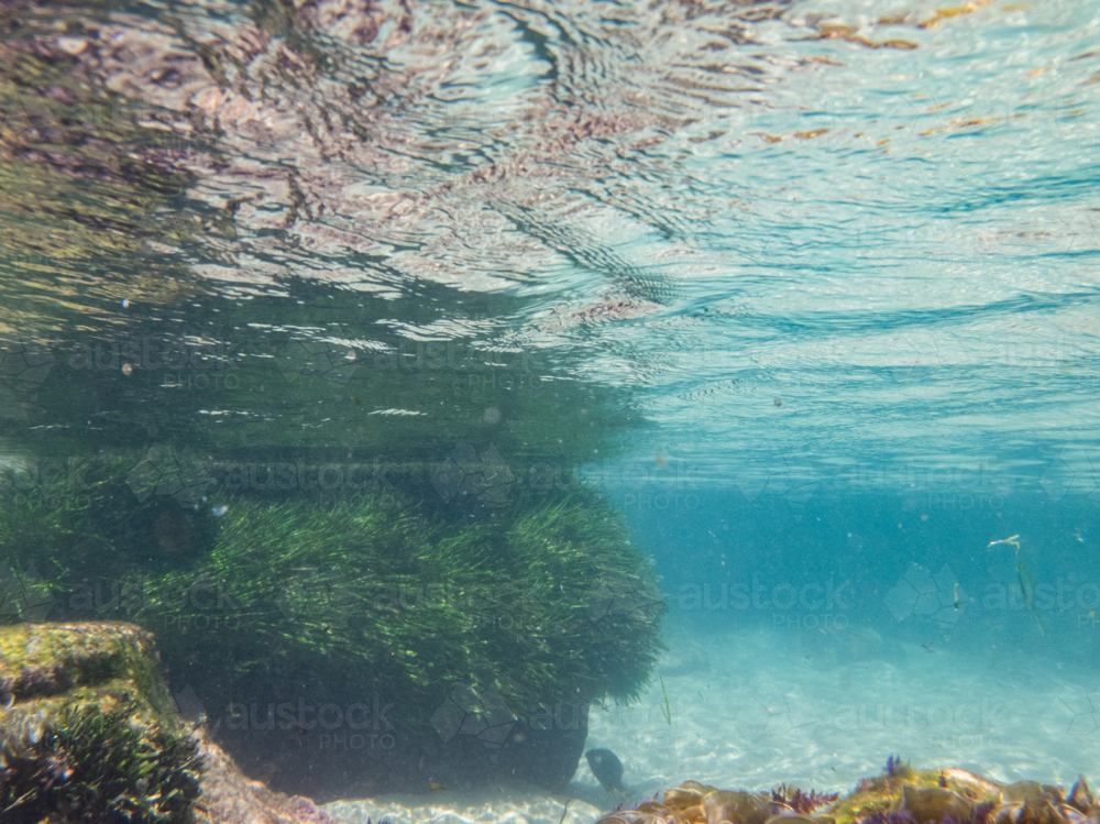 Image of Underwater shot in tidal pool of fish hiding under rock ...