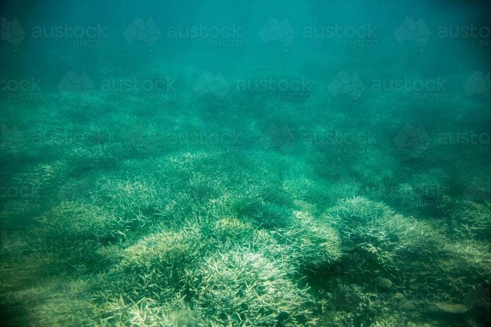 Image of underwater view of a coral reef with sunlight passing through the water - Austockphoto