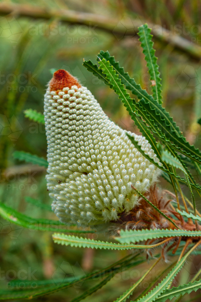 Image of Unopened banksia flower cone surrounded by green leaves ...