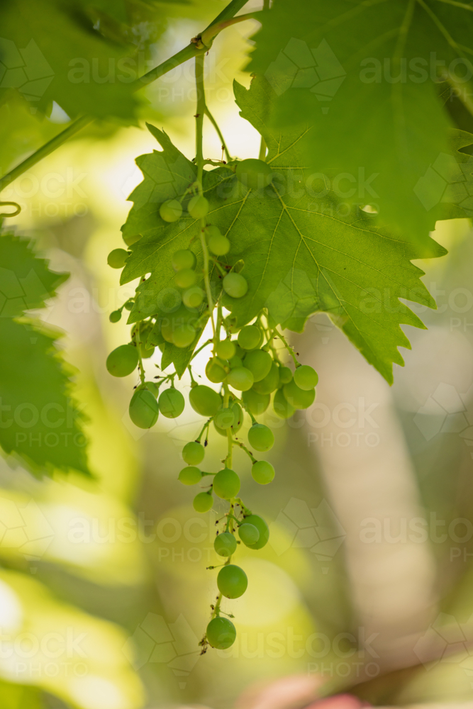Image of Unripe green grapes on a vine in sunlight, showing early ...