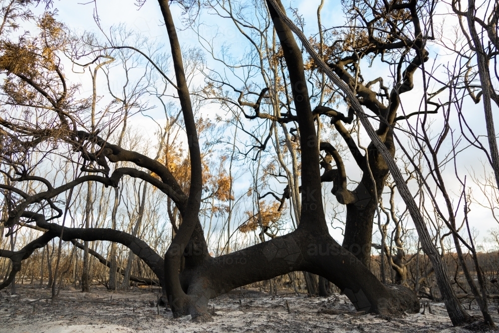 Image of unusual shape of burnt trees with ash on the ground after ...