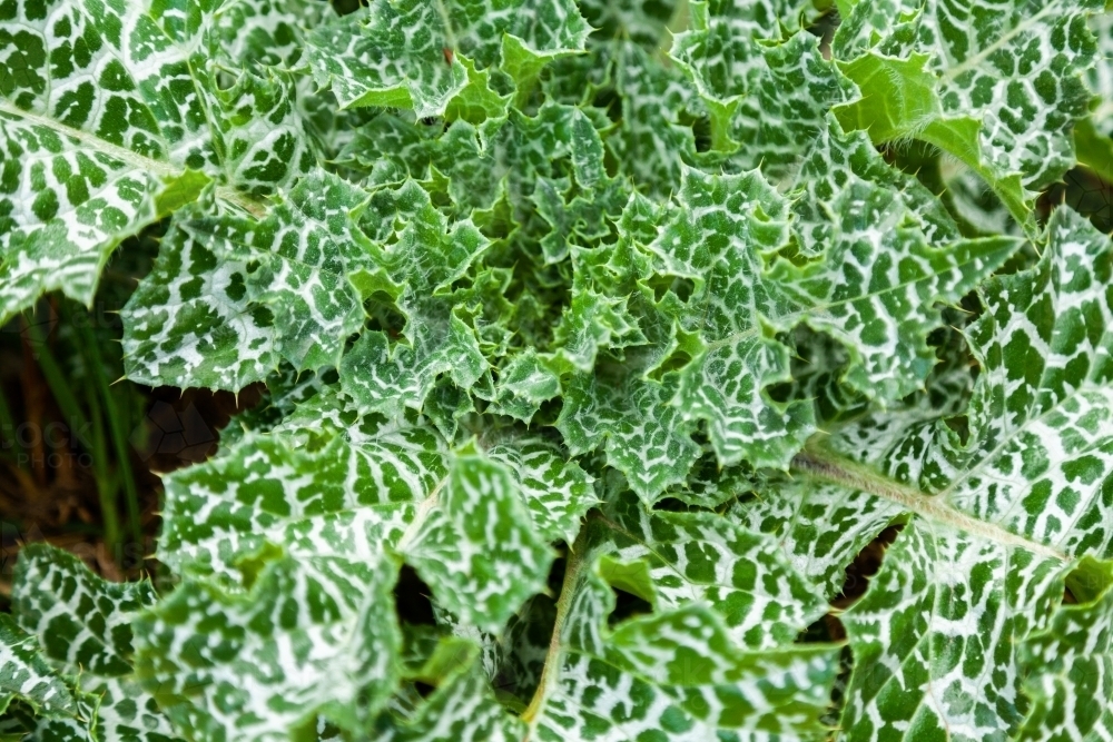 Image of Variegated thistle weed also called scotch thistle - Austockphoto