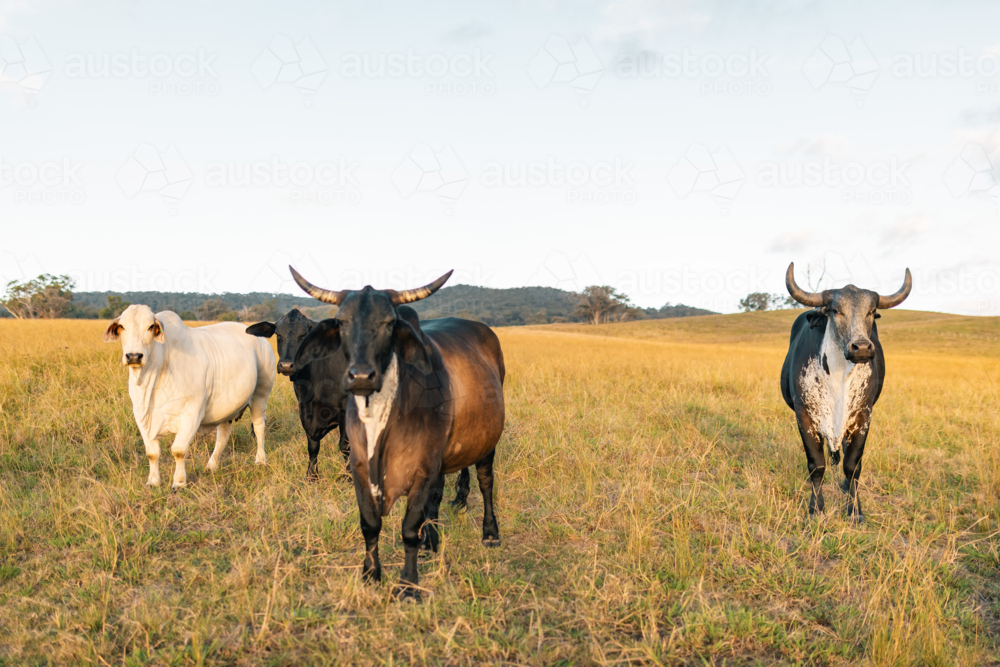 Image of Various cattle breeds in paddock lead by large Guzerat bull ...