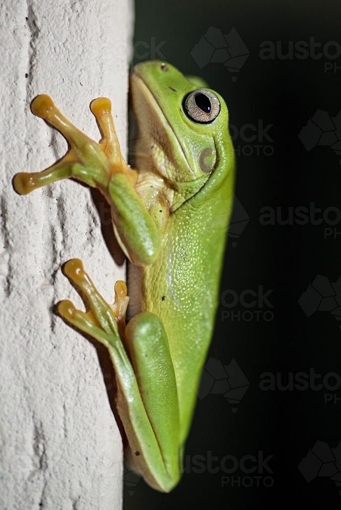 Image of Vertical close up shot of green tree frog - Austockphoto