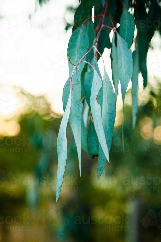 Image of Vertical image of long silver blue gum leaves after sunset ...