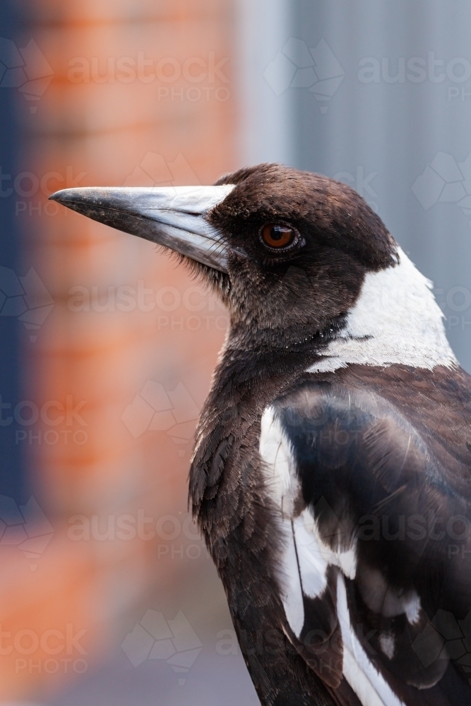 Image of Vertical image of young australian magpie bird close up ...
