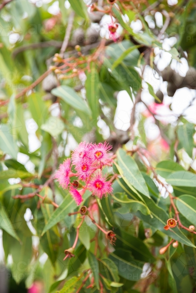 Image of vertical photo of pink gum tree blossoms - Austockphoto