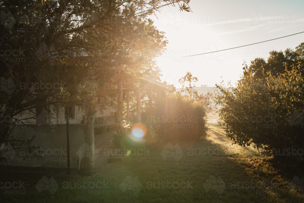 Image of Vibrant morning sunshine illuminating lush country garden ...