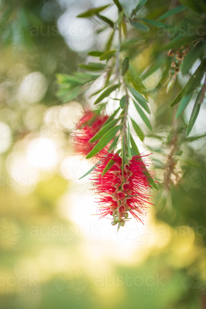 Image of Vibrant red bottle brush flower in Australian country garden ...