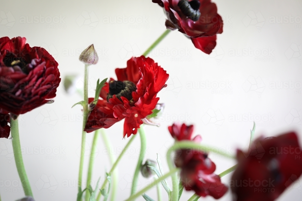 Image of Vibrant red ranunculus blooms on white background - Austockphoto