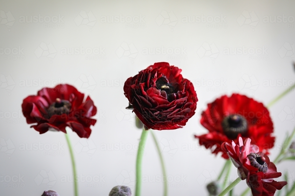 Image of Vibrant red ranunculus blooms on white background - Austockphoto