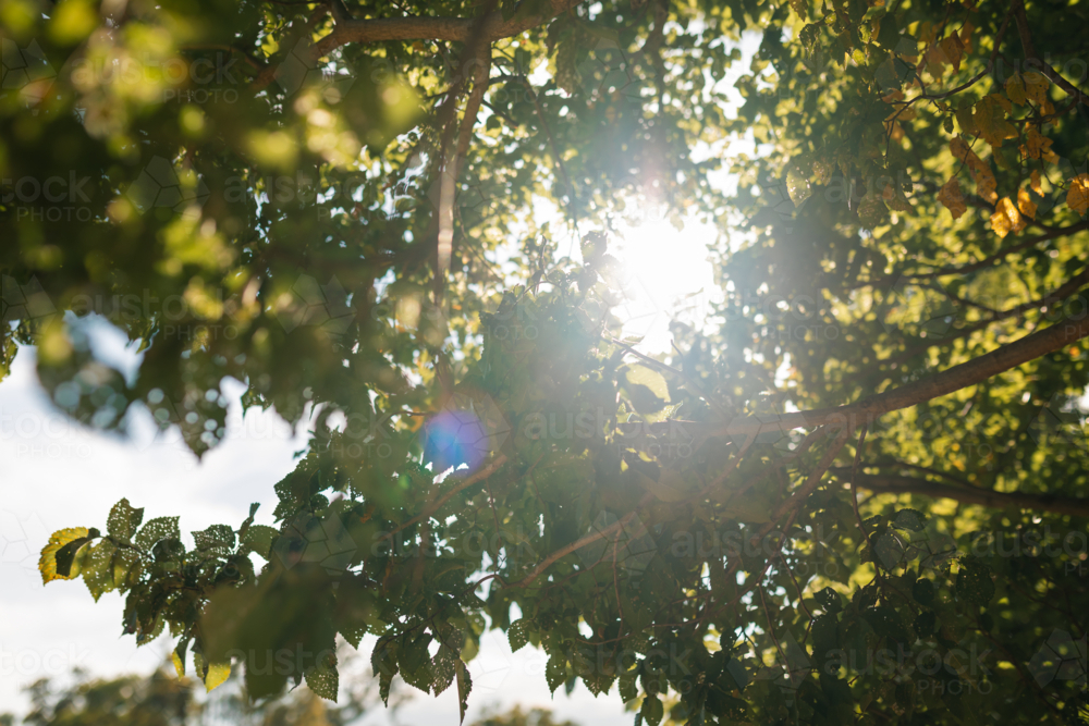 Image of Vibrant sunburst through thick canopy of green elm tree leaves ...