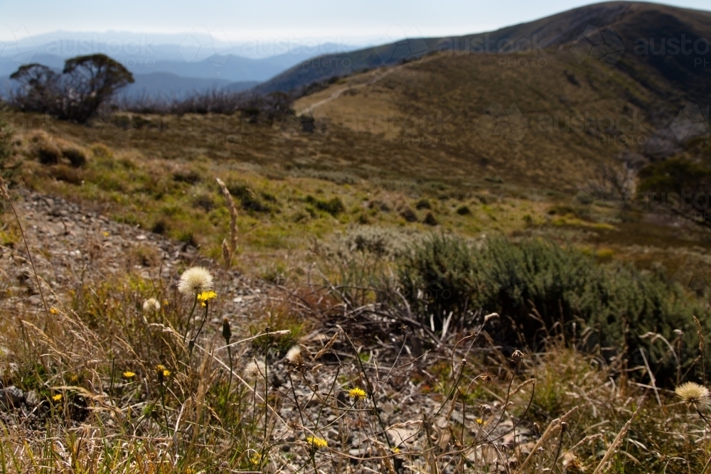 Image of View looking over the alpine national park, victoria ...