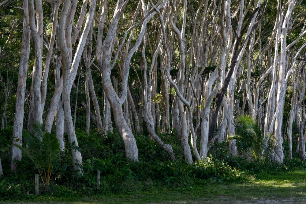 Image of View of paperbark tree trunks with green understory - Austockphoto