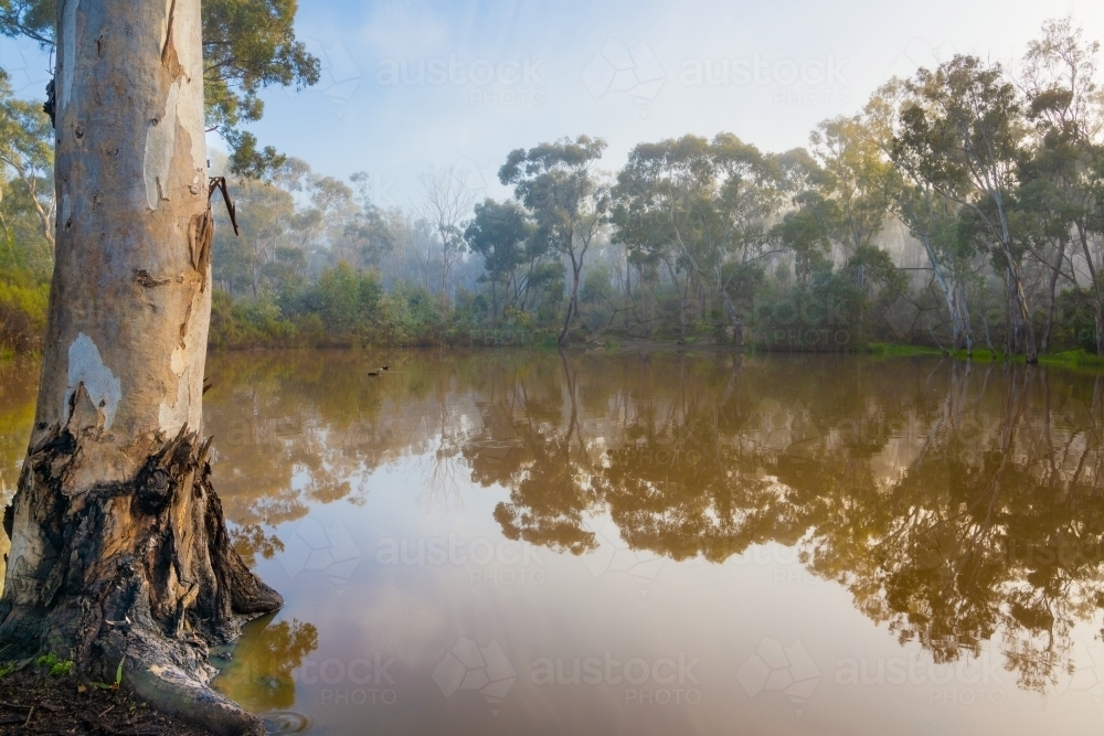 Image of View of the Australian bush with gum trees reflecting in a ...