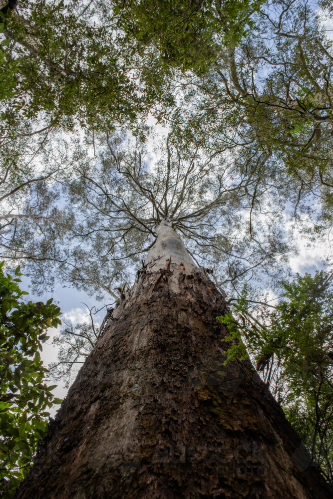 Image of View up tall tree trunk with canopy - Austockphoto
