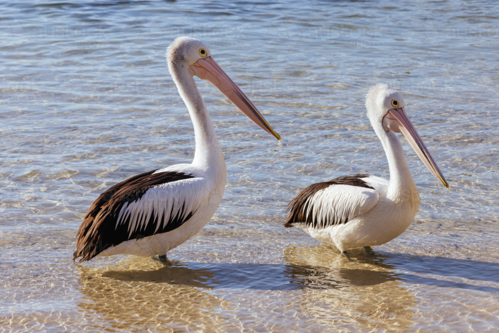 Image of Views of Australian pelican bird at Mossy Point in Broulee on ...