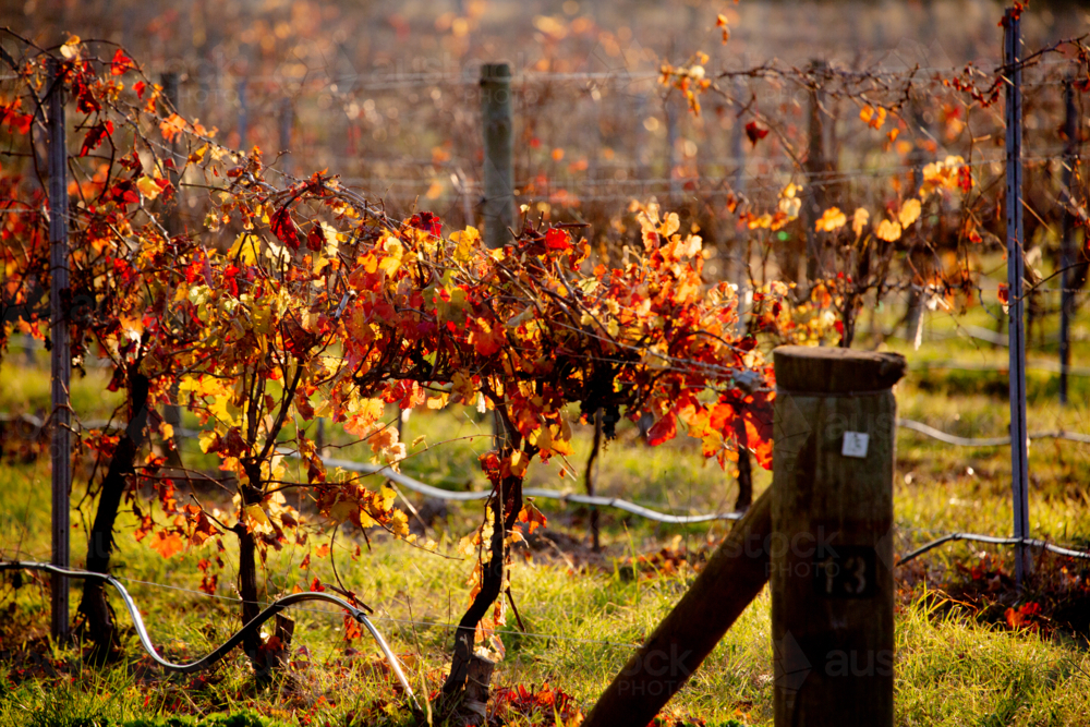 Image of Vines on a trellis with autumn tones in a vineyard in the ...