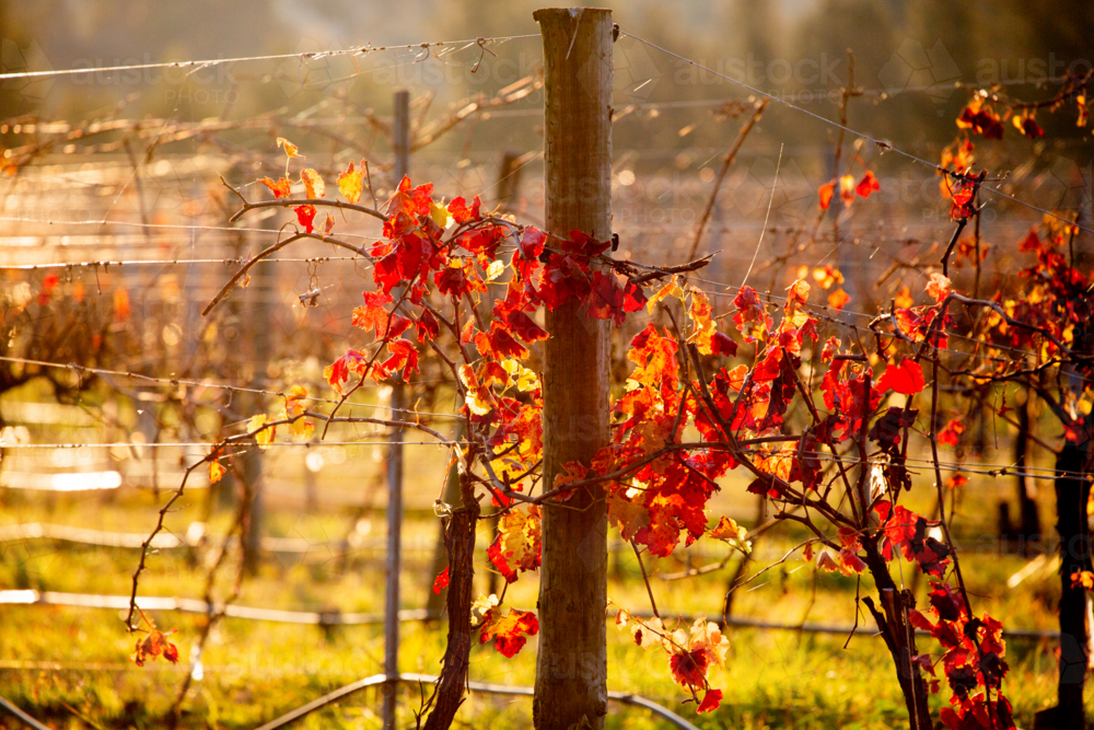Image of Vines on a trellis with autumn tones in a vineyard in the ...