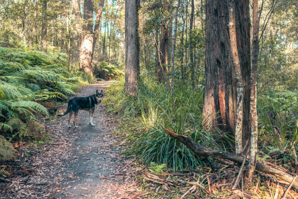 Image of walking the dog in the local bush reserve - Austockphoto