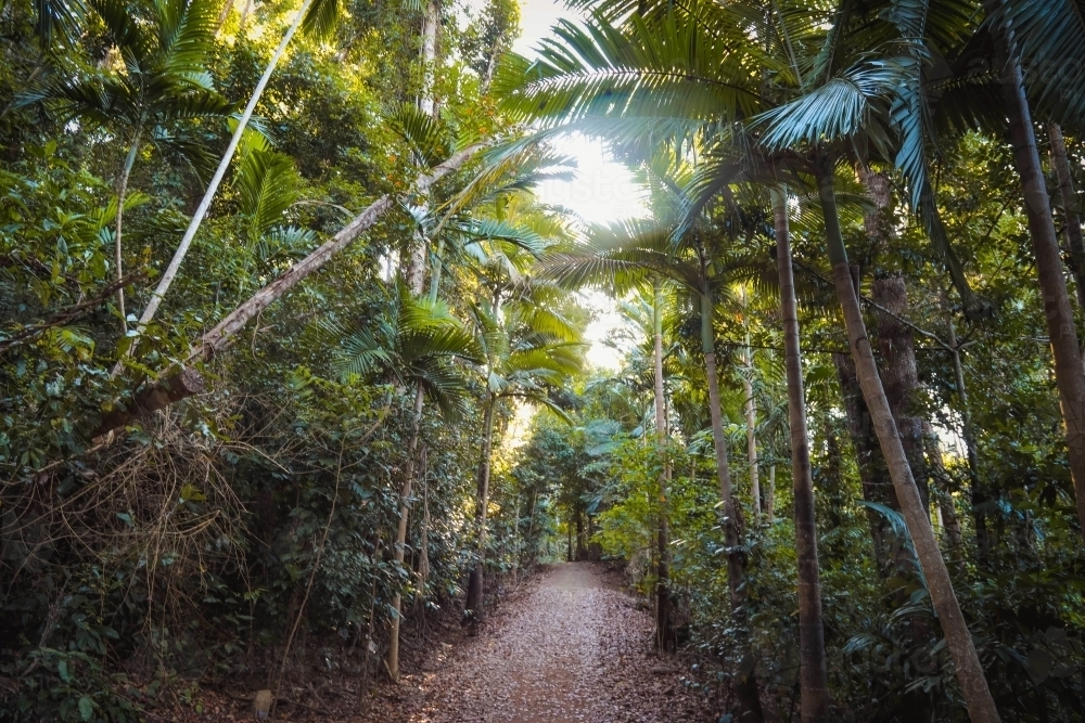 Image of Walking track through rainforest at the Whitsunday Great Walk ...