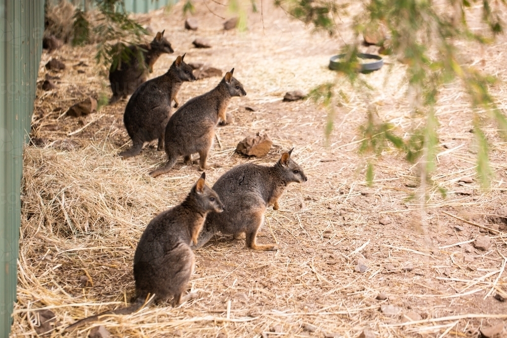 Image of wallabies all in a line - Austockphoto