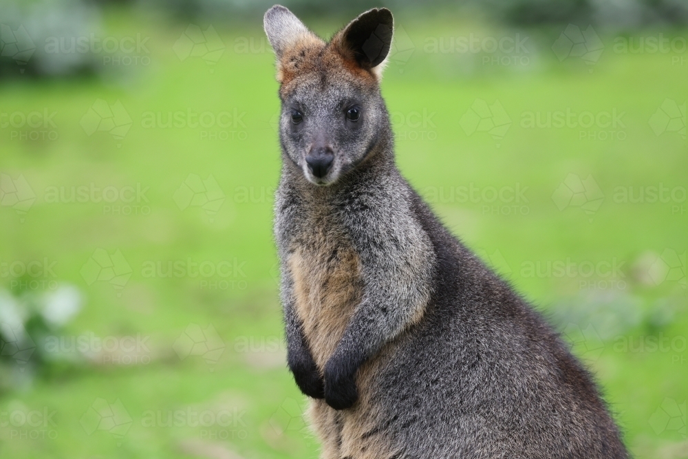 Image of Wallaby - Austockphoto