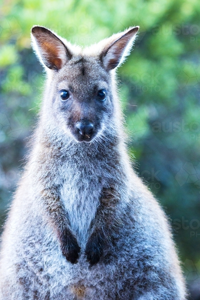 Image of Wallaby head and front paws facing camera - Austockphoto