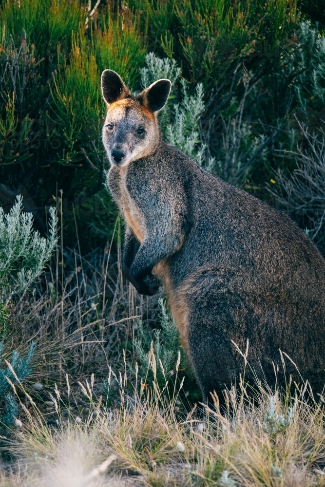 Image of Wallaby in the shrubs. - Austockphoto