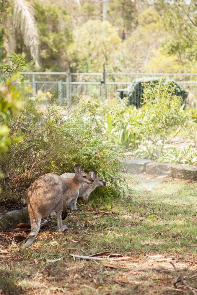 Image of Wallaby standing in garden under shady bush in summer heat ...