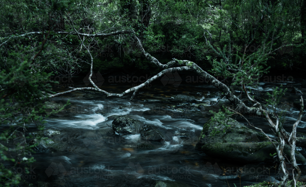 Image of water flowing over rocks in peaceful stream framed by tree ...