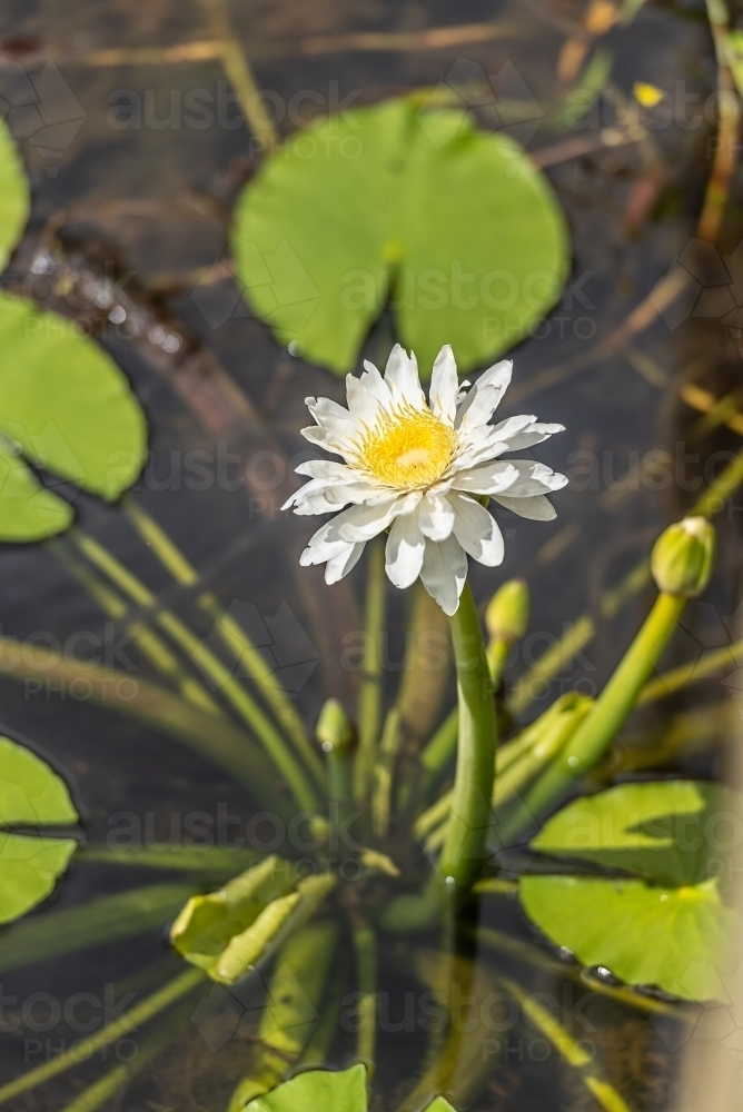 Image of Water Lily - Austockphoto