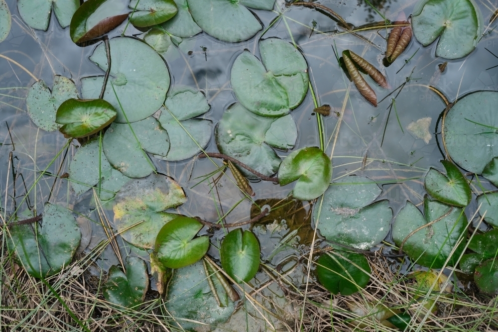 Image of Water lily leaves in dark pond - Austockphoto