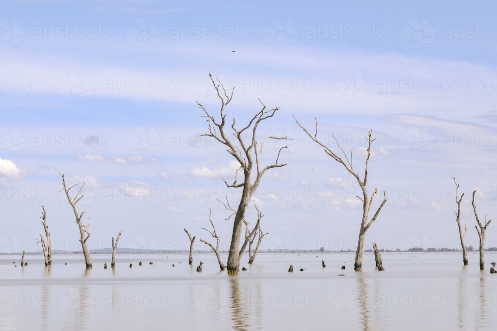 Image of Water scene with dead trees at Kow Swamp, Victoria - Austockphoto