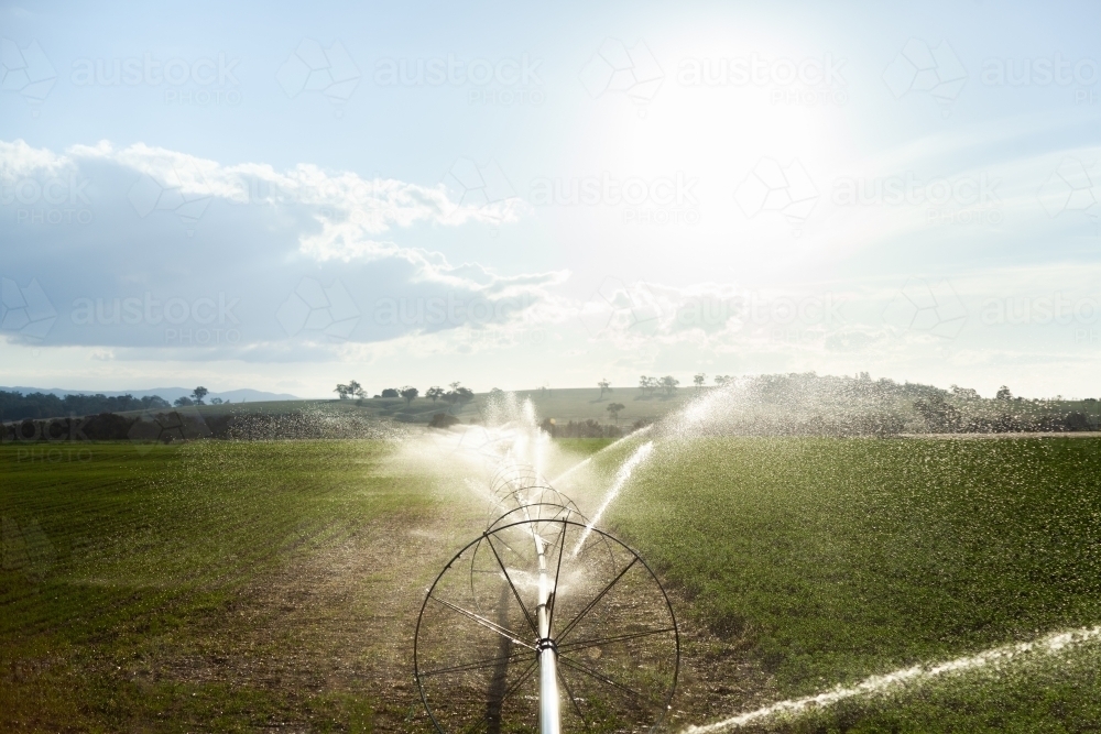 Image of Water spray from farm irrigation system at sunset - Austockphoto
