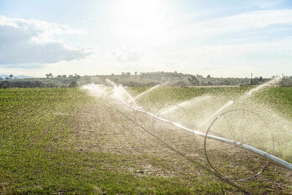 Image of Water spray from farm irrigation system at sunset - Austockphoto