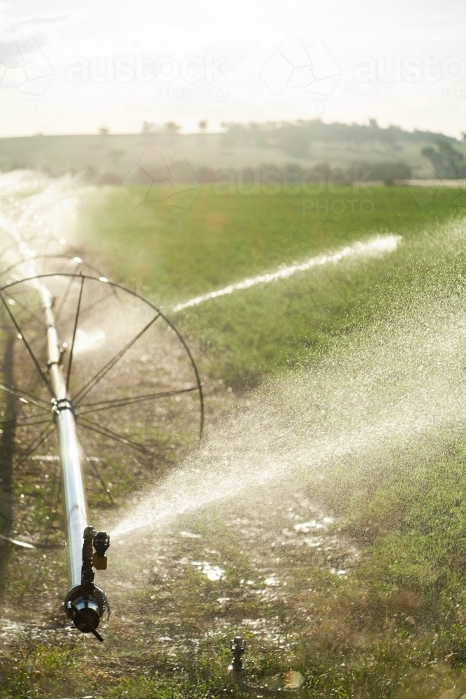 Image of Water spray from farm irrigation system at sunset - Austockphoto