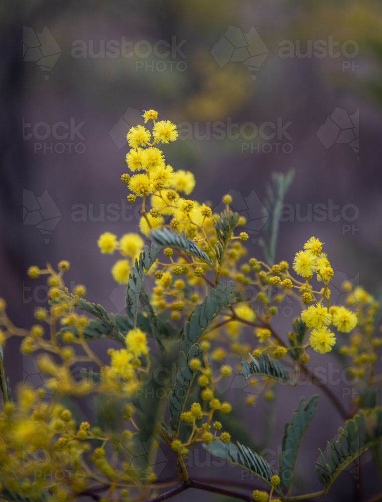 Image of Wattle blossoms - Austockphoto