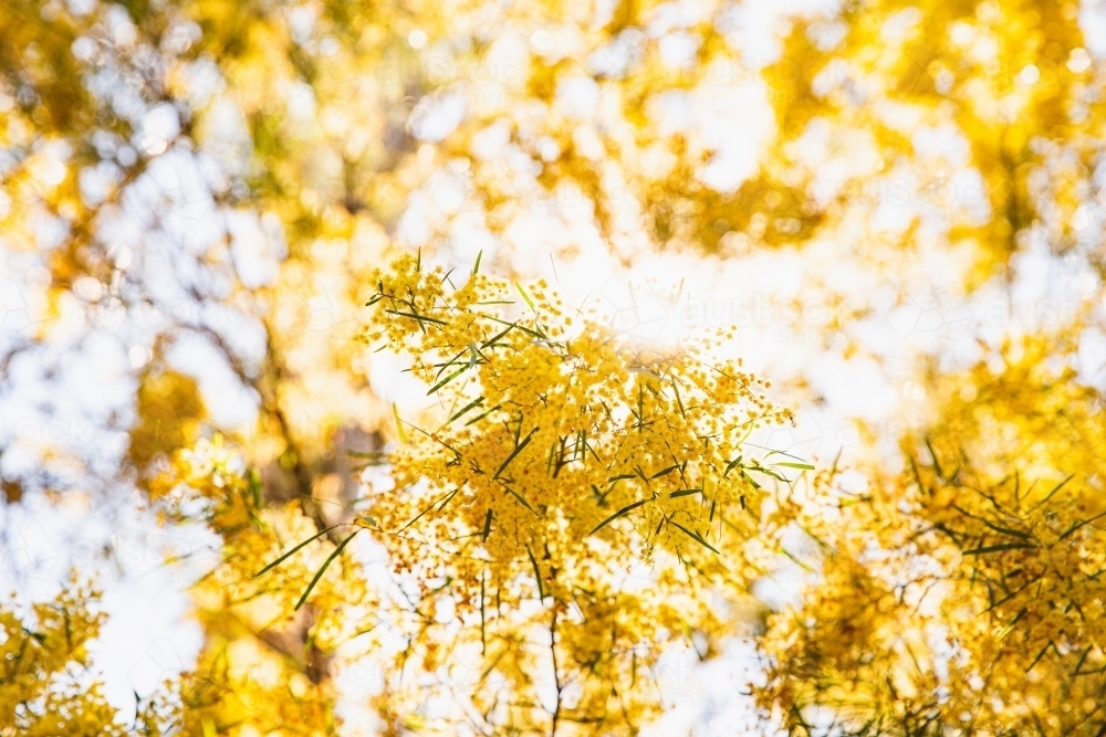 Image of wattle in the sunshine - Austockphoto
