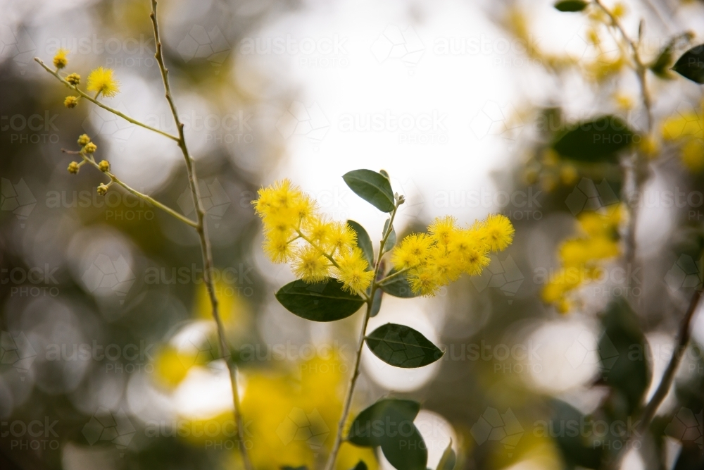 Image of wattle tree flowering with filtered light coming through from ...