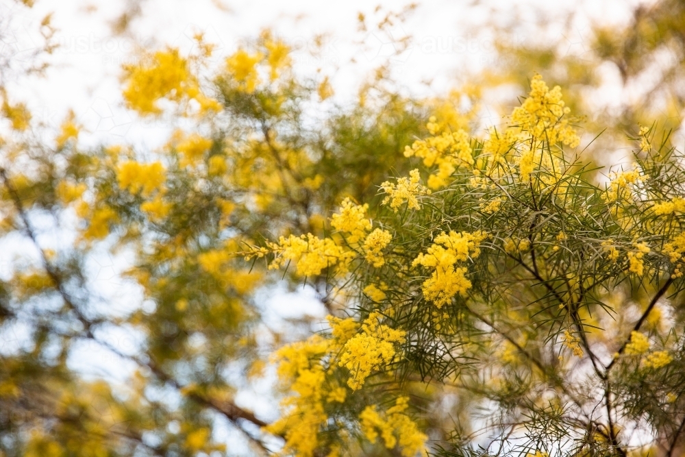 Image of wattle tree in flower - Austockphoto