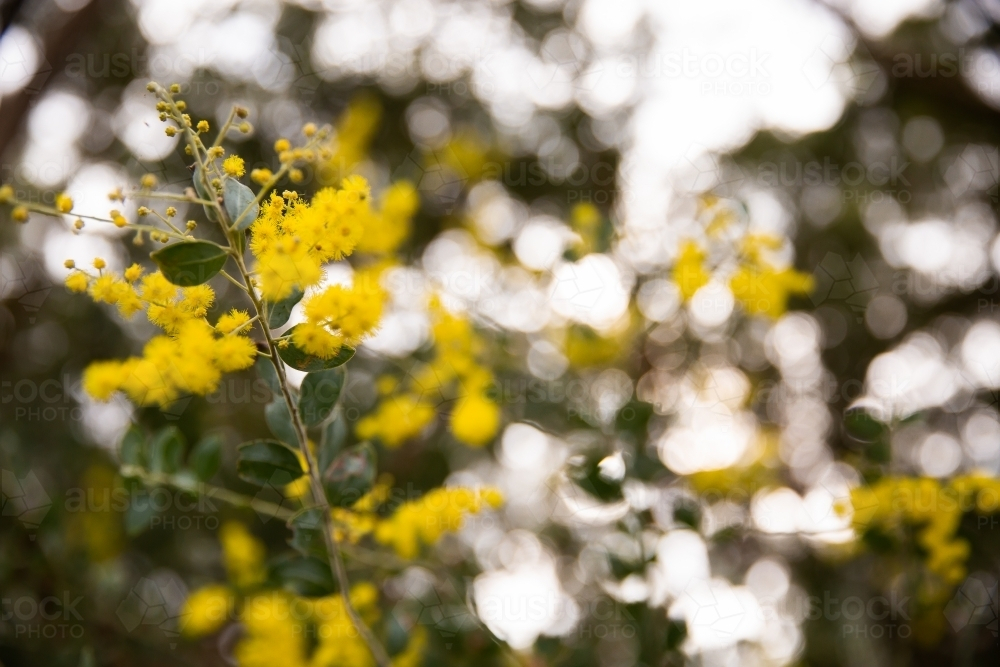 Image of wattle tree starting to flower with bokeh background ...
