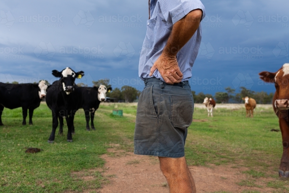 Image of Weathered farmer with hands on hips looking at cattle with ...